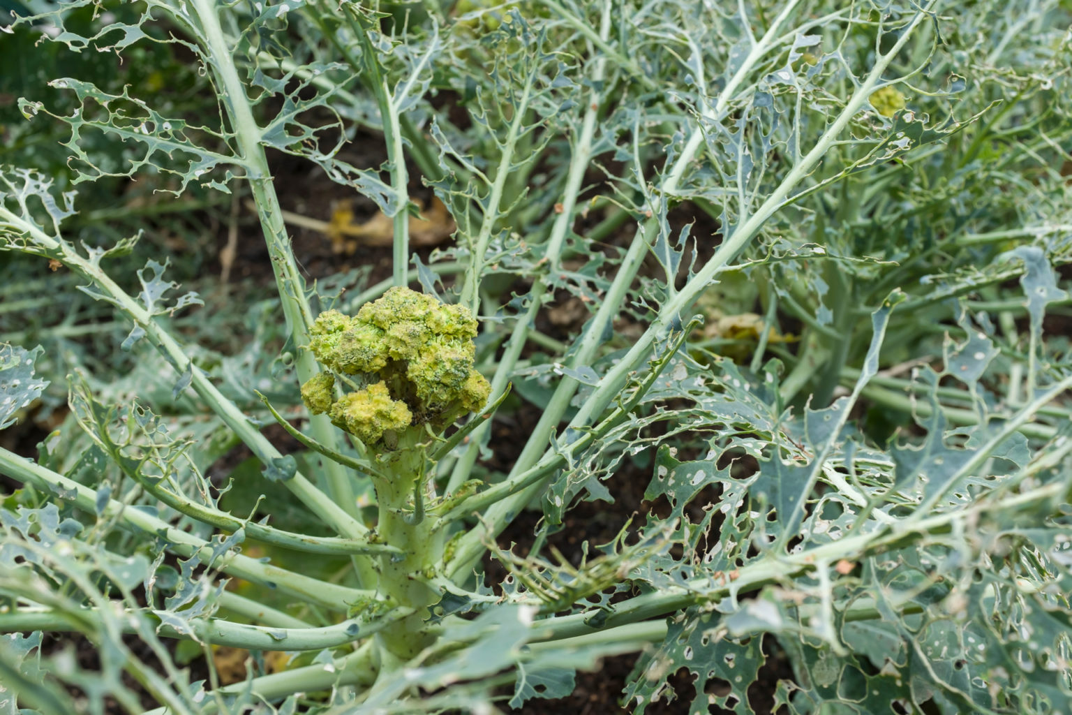 These 5 Pests & Diseases Can Be A Real Pain For Broccoli Growers - Here ...