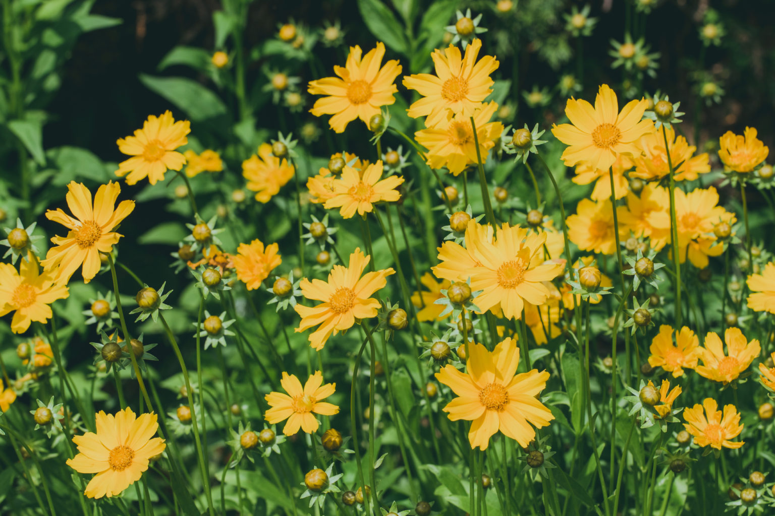 Coreopsis 'Tickseed' - This Is An Easy Plant To Grow In The Right ...