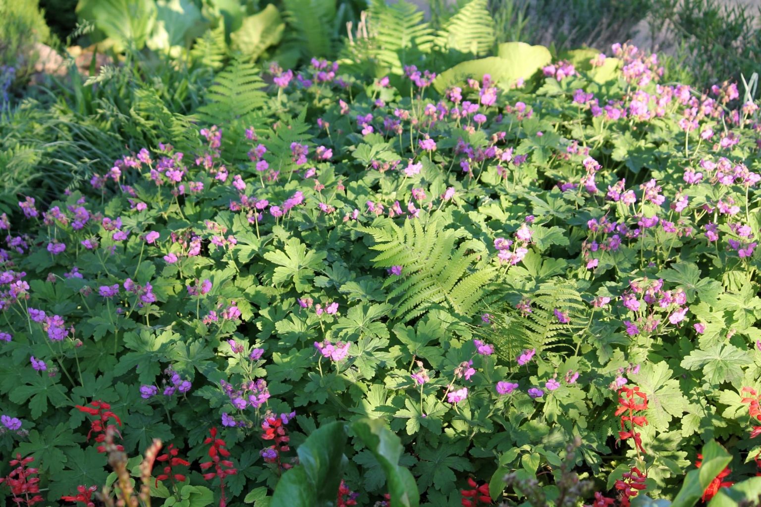 20 Companion Plants To Grow With Ferns | Horticulture.co.uk