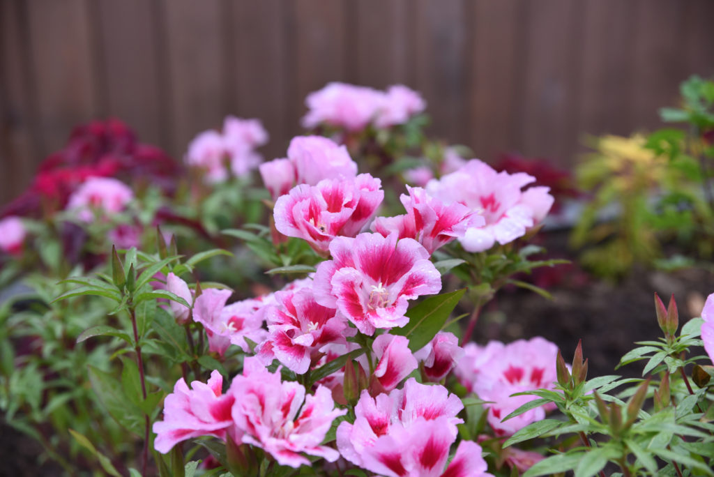 Gardeners Suggest 3 Options For Growing Godetia From Seed, Including ...