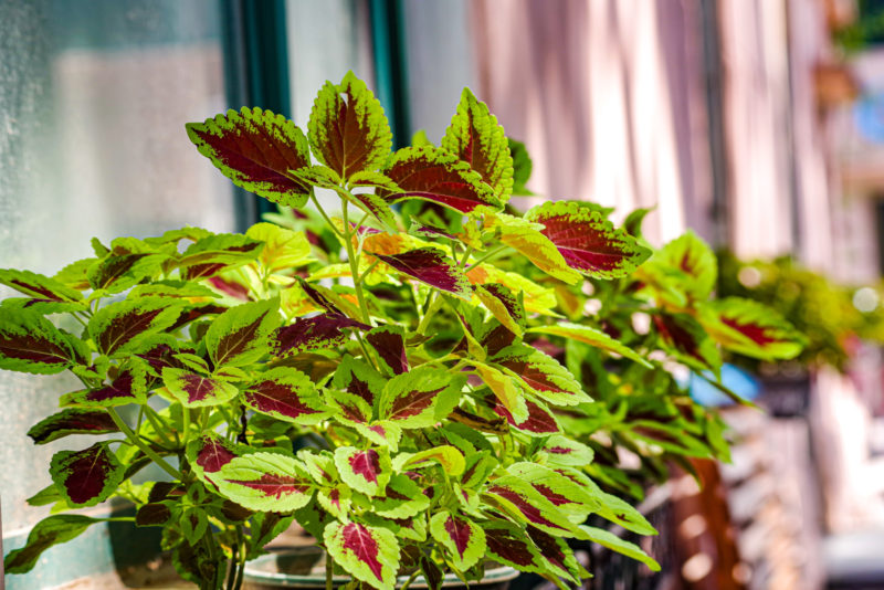 30 Houseplants That Thrive In Direct Sunlight With Growing Advice From ...