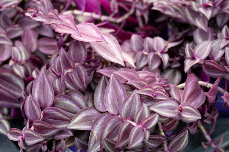 These 14 Houseplants With Purple Leaves Make An Excellent Addition To ...