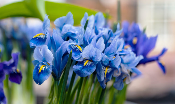 Potting Up Iris Rhizomes - These Plants Grow Really Well In Containers ...