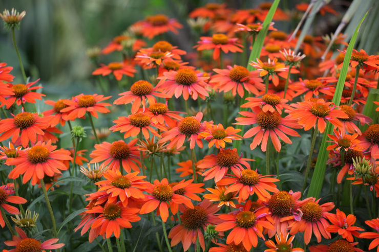 Coral, Peach And Apricot Flowers - Here Are 35 Ornate Orange Perennials ...