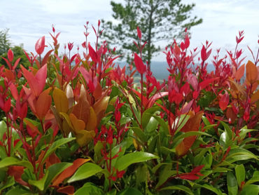 Keep On Top Of Vigorous Photinia If Growing In Pots - Experts Share How ...