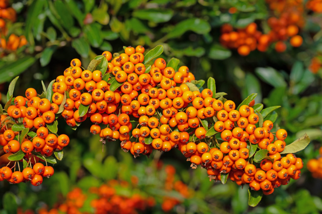 This Is The Simple Process Gardeners Advise When Planting Pyracantha In ...