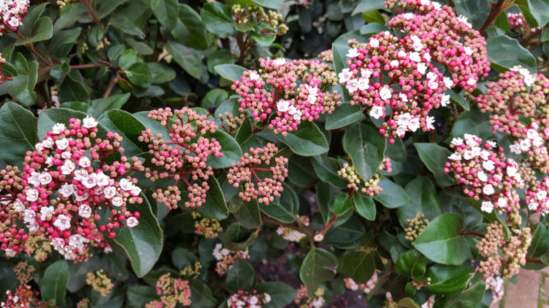 How To Grow Laurustinus Shrubs With Advice From Viburnum Expert Gary ...