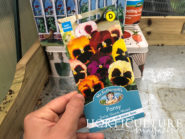 Sowing Pansy Seeds - Easy Guidelines | Horticulture.co.uk