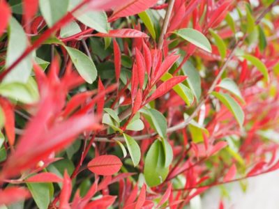 Keep On Top Of Vigorous Photinia If Growing In Pots - Experts Share How ...