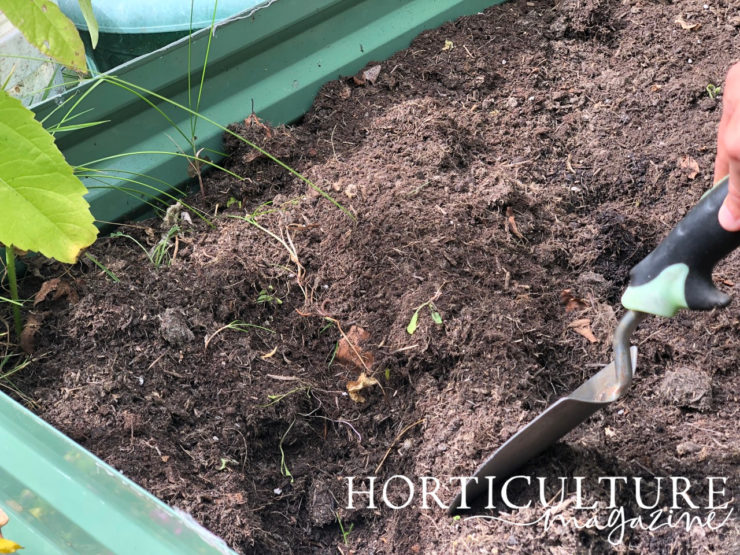 Planting Squash - How, When & Where | Horticulture.co.uk