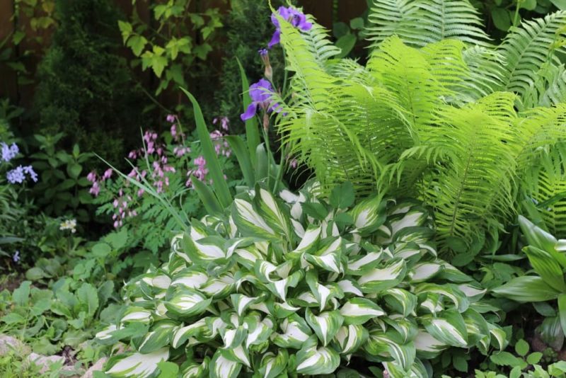 Five Hosta Nurseries Share The Companion Plants They Use To Help Deter Pests | Horticulture Magazine