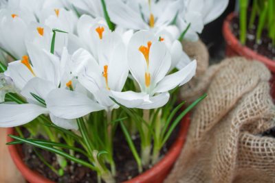 Planting & Growing Crocus In Pots | Horticulture.co.uk