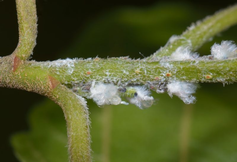 Why Experts Say Not To Use Pesticides On An Apple Tree Woolly Aphid ...