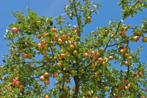 Key Guidelines For Apple Tree Care Shared By Orchard Growers ...