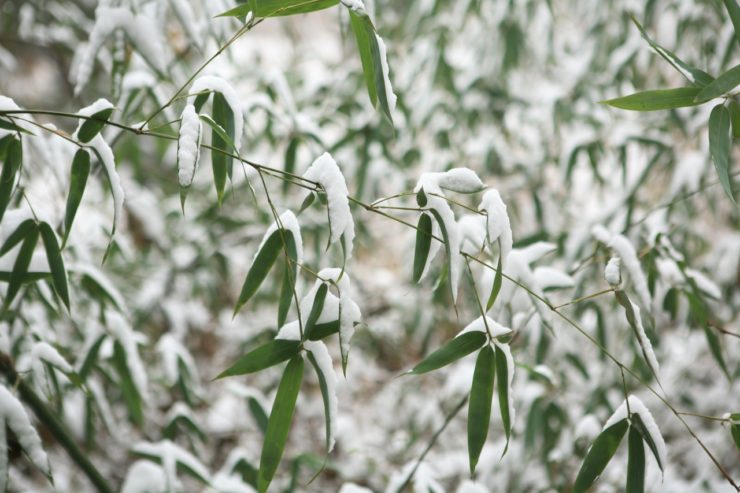 Growing Tender Bamboo? Insulate Or Wrap Your Plants In Winter Says ...