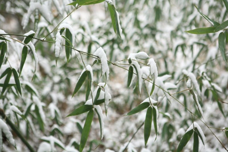 Growing Tender Bamboo? Insulate Or Wrap Your Plants In Winter Says ...