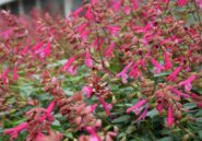 6 Vibrant Pink Salvia Varieties | Horticulture Magazine