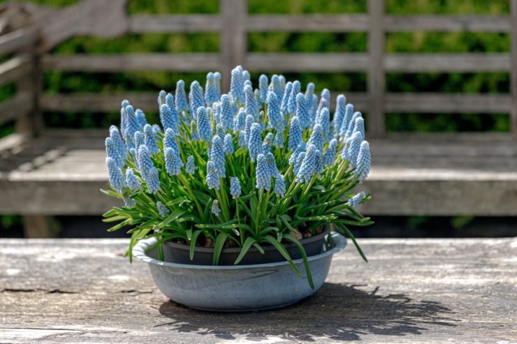 This Is How To Grow Muscari 'Grape Hyacinth' With Some Favourite Types ...