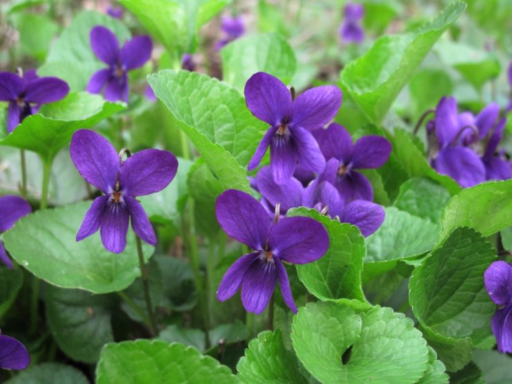 Growing Purple Perennials With These 38 Plants From Master ...
