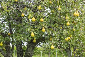 Prune Your Pear Tree When Dormant In Winter, It Helps Establish A Good ...