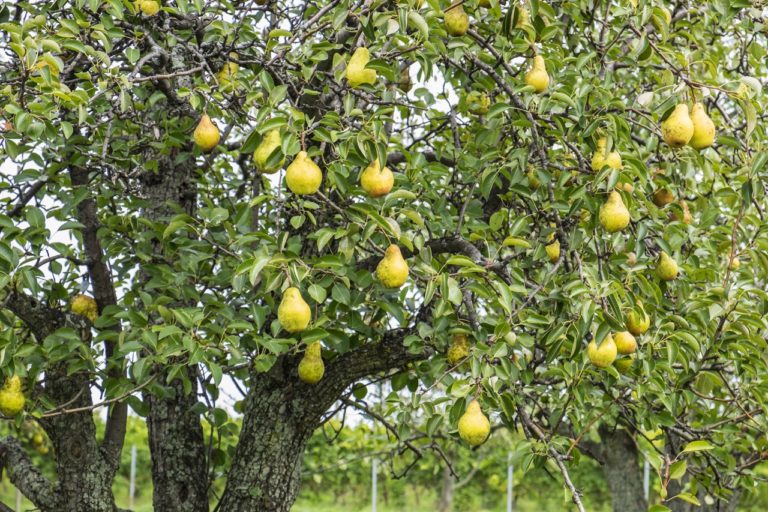 Prune Your Pear Tree When Dormant In Winter, It Helps Establish A Good ...