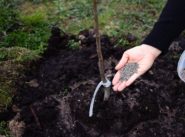 Easy-To-Follow Fertilising Guidelines For Apple Trees That Will Boost ...
