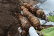 Potting Up Iris Rhizomes - These Plants Grow Really Well In Containers ...
