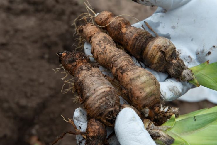 Potting Up Iris Rhizomes - These Plants Grow Really Well In Containers ...