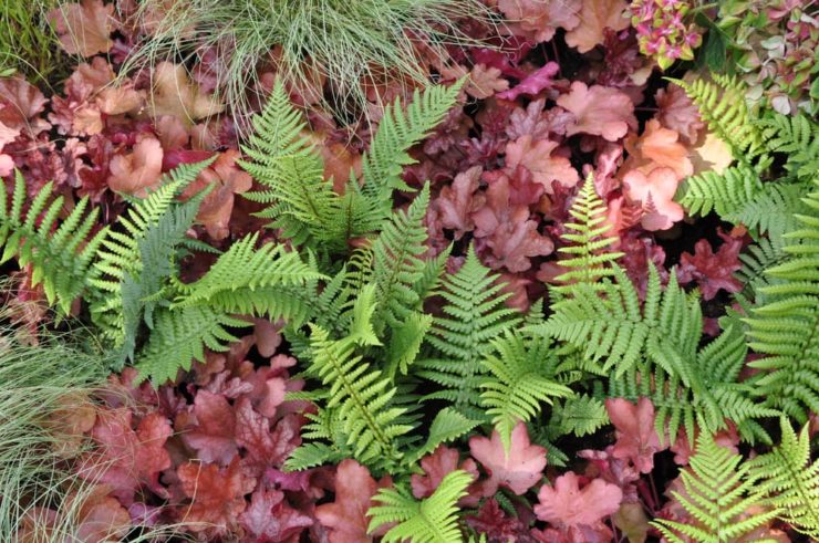 20 Companion Plants To Grow With Ferns | Horticulture.co.uk