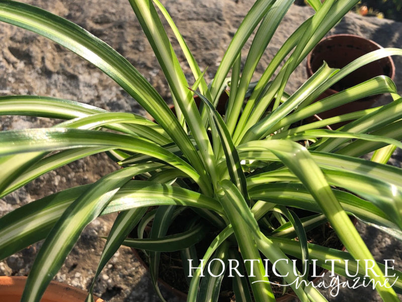 Spider Plants Are Enjoying A Resurgence In Popularity - Here's How To ...