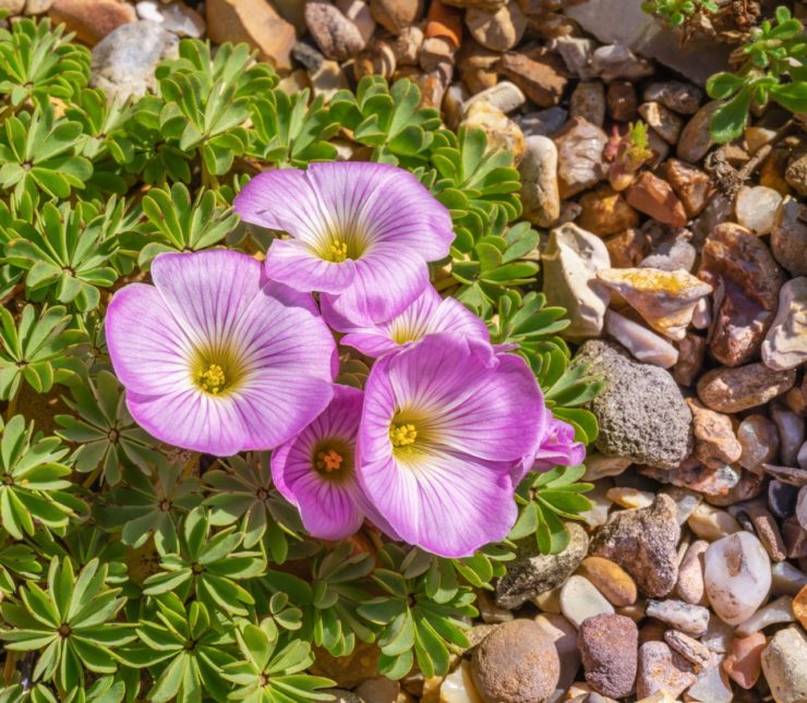 12 Ornamental Oxalis Types With Master Horticulturist Roy Nicol | Horticulture Magazine