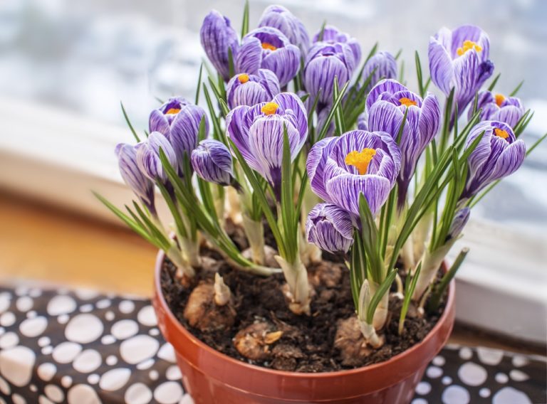 Planting & Growing Crocus In Pots | Horticulture.co.uk