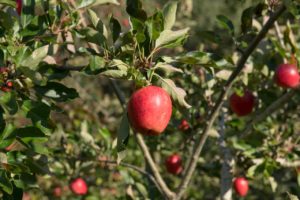 Key Guidelines For Apple Tree Care Shared By Orchard Growers ...