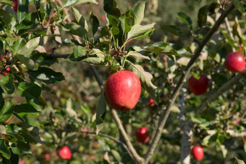 Key Guidelines For Apple Tree Care Shared By Orchard Growers ...