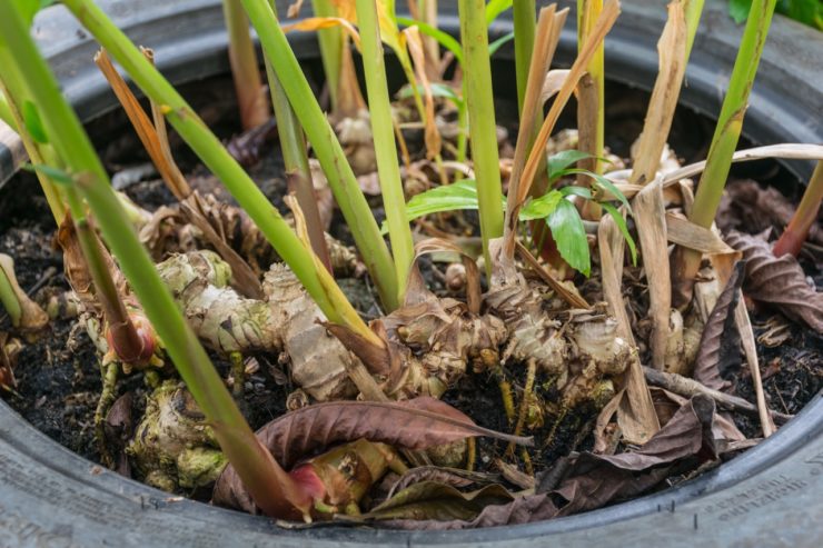 This Is How To Harvest Ginger Without Bruising Or Damaging The Plant ...