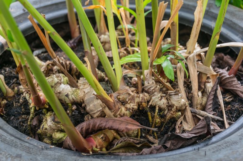 This Is How To Harvest Ginger Without Bruising Or Damaging The Plant ...