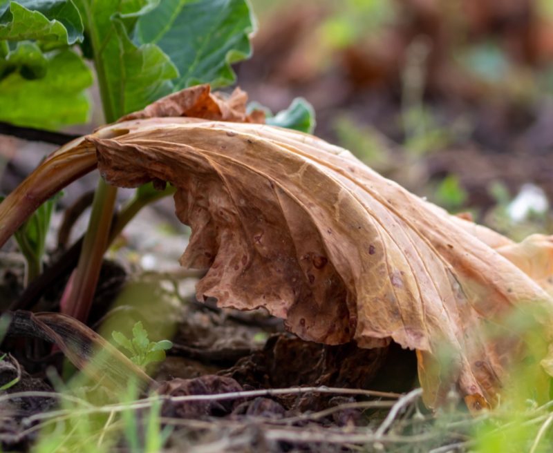 Remove Dying Foliage And Mulch Well To Successfully Overwinter Rhubarb ...