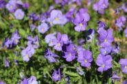 Growing Purple Perennials With These 38 Plants From Master ...