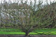Prune Your Pear Tree When Dormant In Winter, It Helps Establish A Good ...