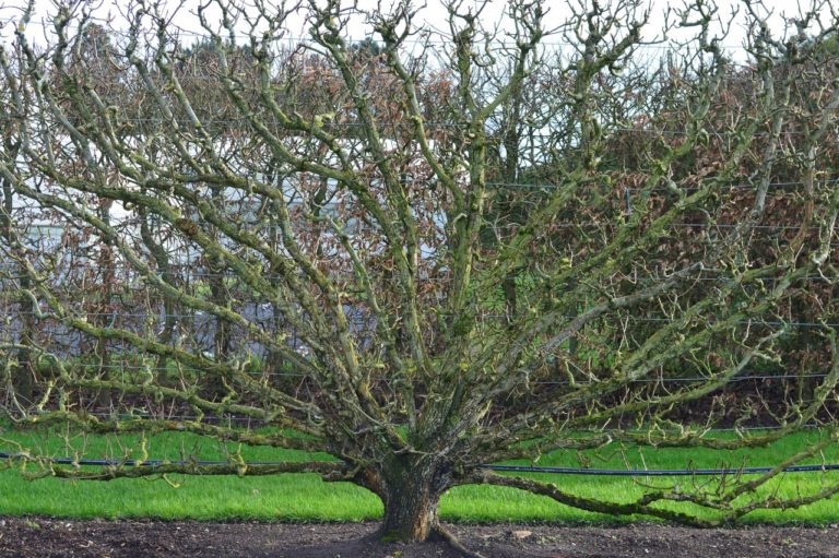 Prune Your Pear Tree When Dormant In Winter, It Helps Establish A Good ...