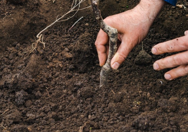 Easy-To-Follow Fertilising Guidelines For Apple Trees That Will Boost ...