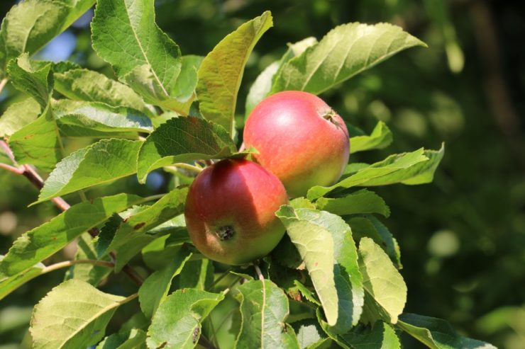 15 UK Award-Winning Apple Tree Varieties | Horticulture.co.uk