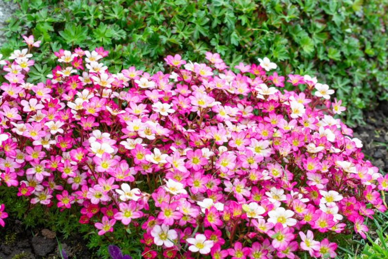 How To Grow Saxifraga Types: Popular For Rockeries, Pots, Stone Walls ...