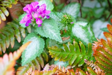 20 Companion Plants To Grow With Ferns | Horticulture.co.uk