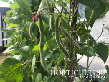 Harvest Runner Beans For Their Leaves, Pods Or Seeds - 'Try And Pick ...