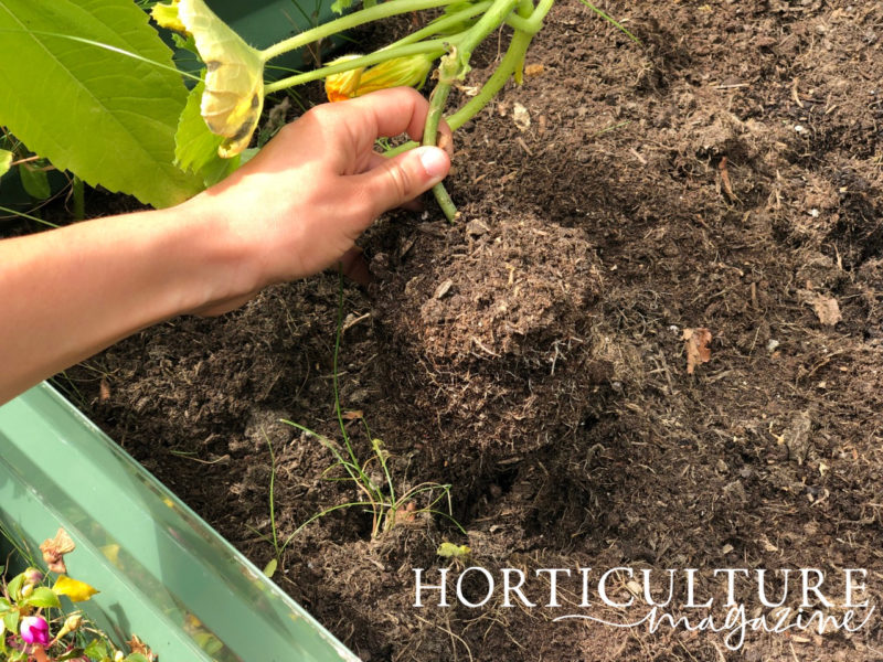 Planting Squash - How, When & Where | Horticulture.co.uk