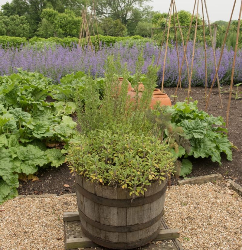 7 Companion Plants To Grow With Rhubarb That Are Mutually Beneficial ...