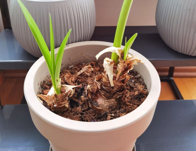 Locate Healthy Bulb Offsets To Easily Propagate New Amaryllis Plants ...