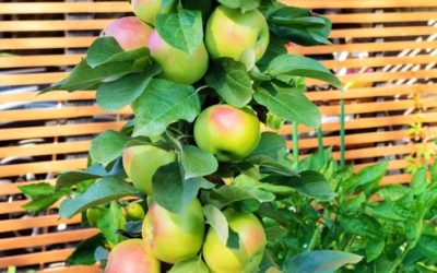 You Can Grow Apple Trees In Pots - But The Rootstock, Shape And Form ...