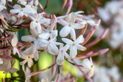 Jasmine Grow Tips And Common Varieties - Star-Shaped Flowers And ...